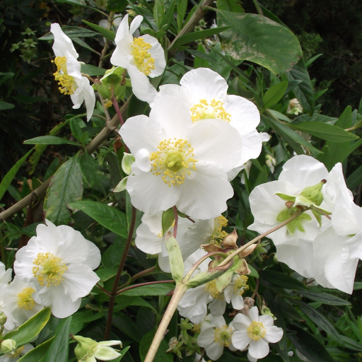 Tree-Anomone (Carpenteria Californica) Plant Care & How to Grow, Water