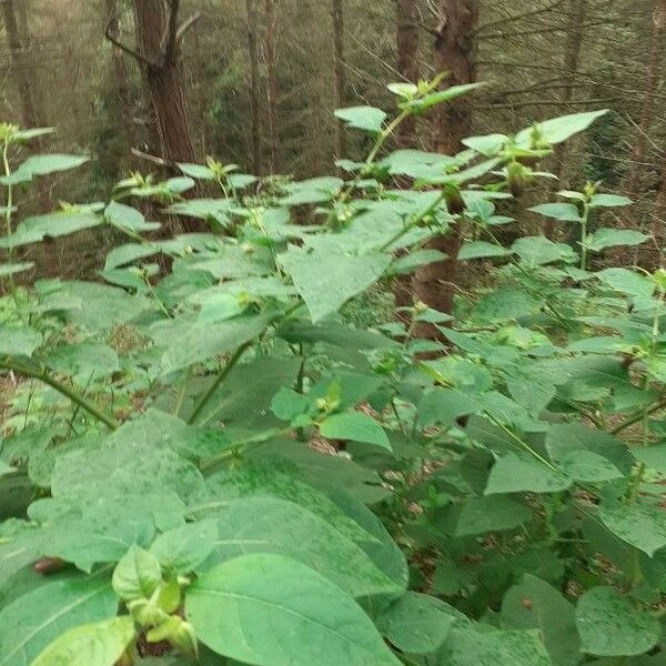Pig's Head (Carpesium Abrotanoides) Plant Care & How to Grow, Water
