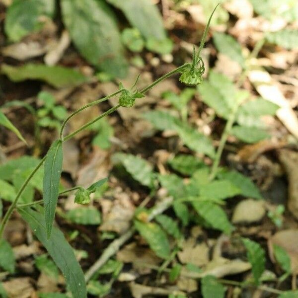 Glossy-Leaf Carpesium (Carpesium Glossophyllum) Plant Care & How to ...