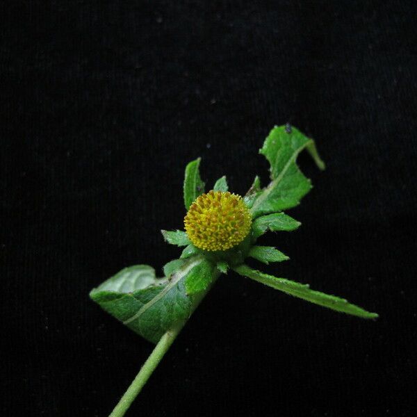 Carpesium Nepalense Plant Care & How to Grow, Water