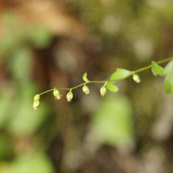 Rosette Carpesium (Carpesium Rosulatum) Care Guide: Water, Soil ...