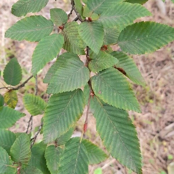 Carpinus Henryana Care Guide: Water, Soil & Propagation - Plantiary