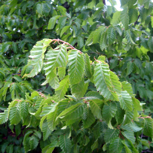 Eastern Hornbeam (Carpinus Orientalis) Plant Care & How to Grow, Water