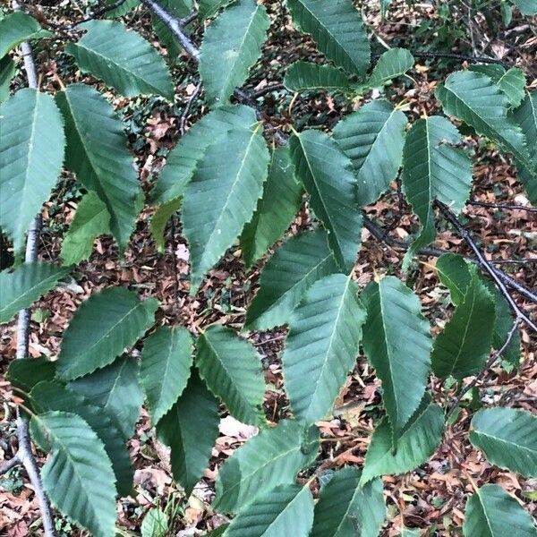 Carpinus Tschonoskii Plant Care & How to Grow, Water