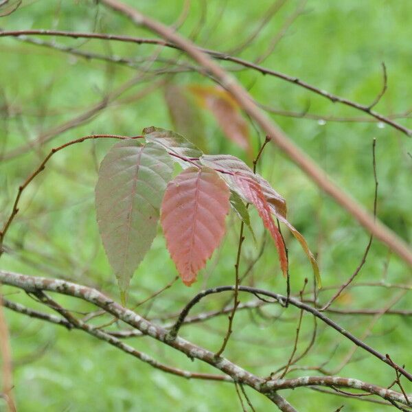 Carpinus Viminea Care Guide: Water, Soil & Propagation - Plantiary
