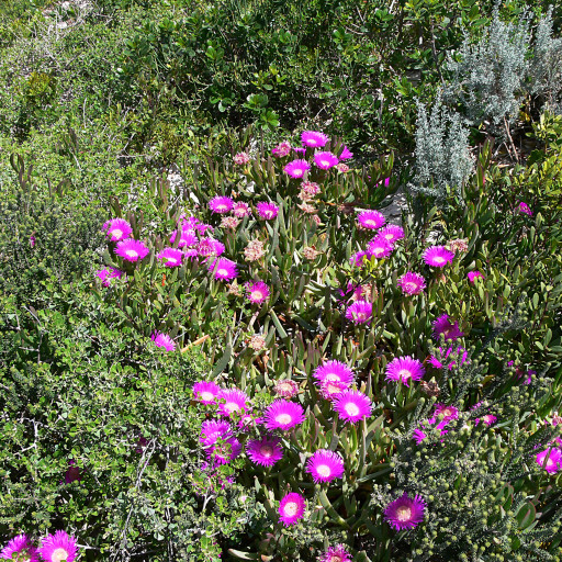 Eland's Sour-Fig (Carpobrotus Acinaciformis) Plant Care & How to Grow ...