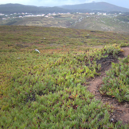 Hottentot-Fig (Carpobrotus Edulis) Plant Care & How to Grow, Water