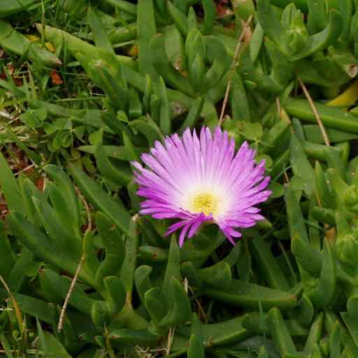 Angular Sea-Fig (Carpobrotus Glaucescens) Care Guide: Water, Soil ...