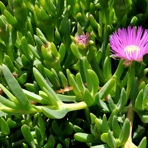 Carpobrotus Modestus Plant Care & How to Grow, Water