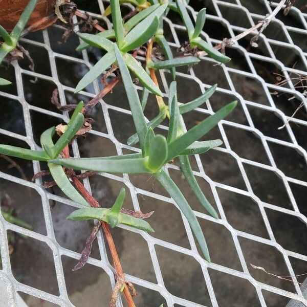 Australian Pig Face (Carpobrotus Rossii) Plant Care & How to Grow, Water