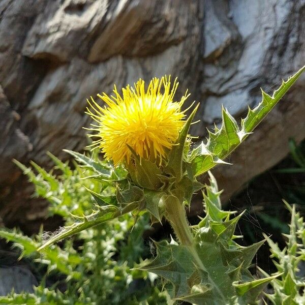Carthamus Arborescens Plant Care & How to Grow, Water