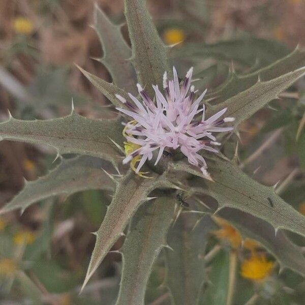 Glaucous Star Thistle (Carthamus Glaucus) Plant Care & How to Grow, Water