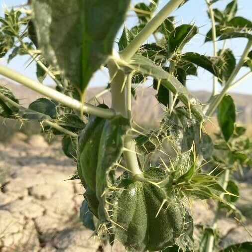 Jeweled Distaff Thistle (Carthamus Oxyacantha) Plant Care & How to Grow ...