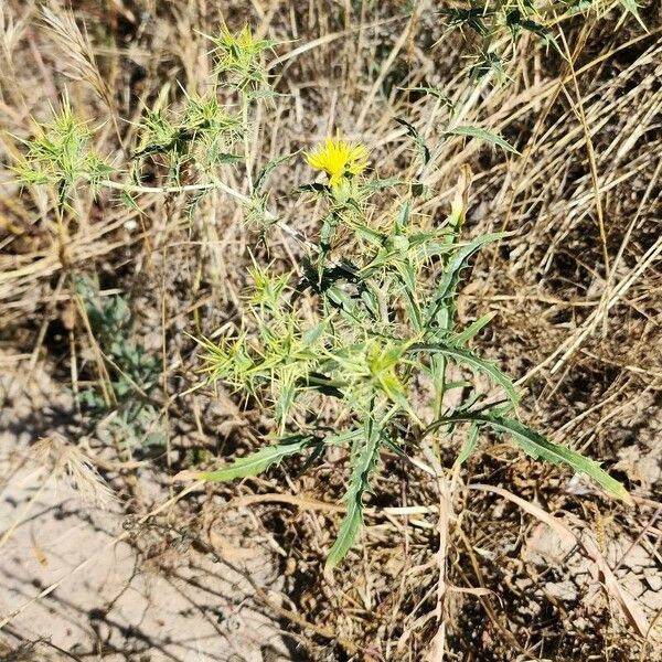 Jeweled Distaff Thistle (Carthamus Oxyacanthus) Plant Care & How to ...
