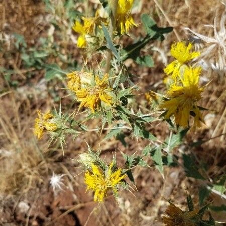 Carthamus Persicus Plant Care & How to Grow, Water