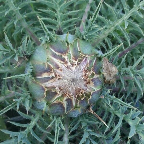 Carthamus Pinnatus Plant Care & How to Grow, Water