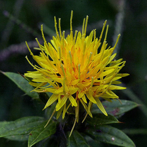 Safflower (Carthamus Tinctorius) Plant Care & How to Grow, Water