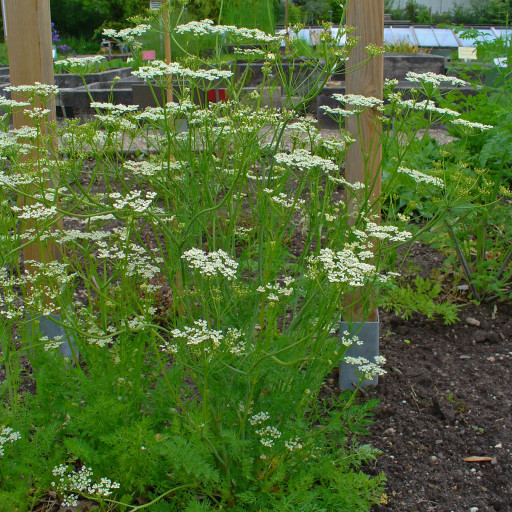 Carroway (Carum Carvi) Plant Care & How to Grow, Water