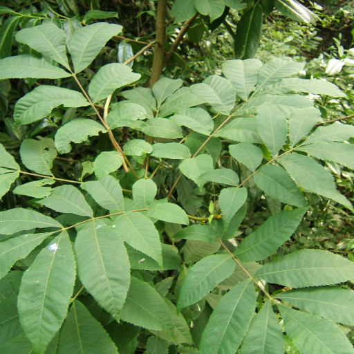 Bitternut (Carya Cordiformis) Plant Care & How to Grow, Water