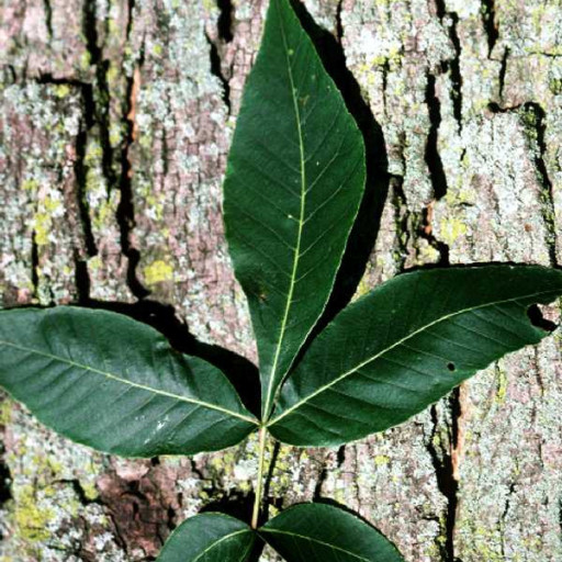 Pignut Hickory (Carya Glabra) Plant Care & How to Grow, Water