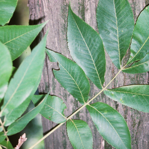 Shellbark Hickory (Carya Laciniosa) Plant Care & How to Grow, Water