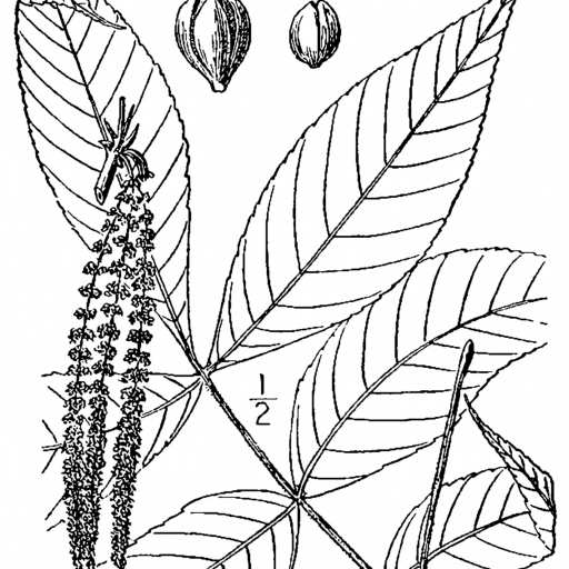 Sand Hickory (Carya Pallida) Plant Care & How to Grow, Water