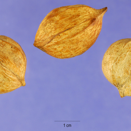 White-Heart Hickory (Carya Tomentosa) Plant Care & How to Grow, Water