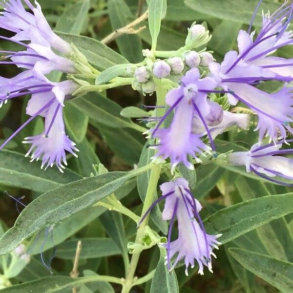 Bluebeard (Caryopteris Mongholica) Plant Care & How to Grow, Water
