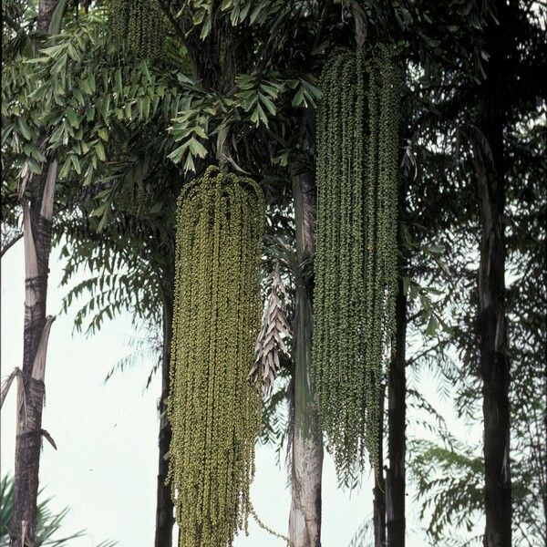 Giant Mountain Fishtail Palm (Caryota Maxima) Plant Care & How to Grow ...