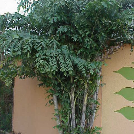 Clustering Fishtail Palm (Caryota Mitis) Plant Care & How to Grow, Water