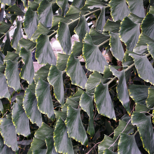 Giant Fishtail Palm (Caryota No) Plant Care & How to Grow, Water