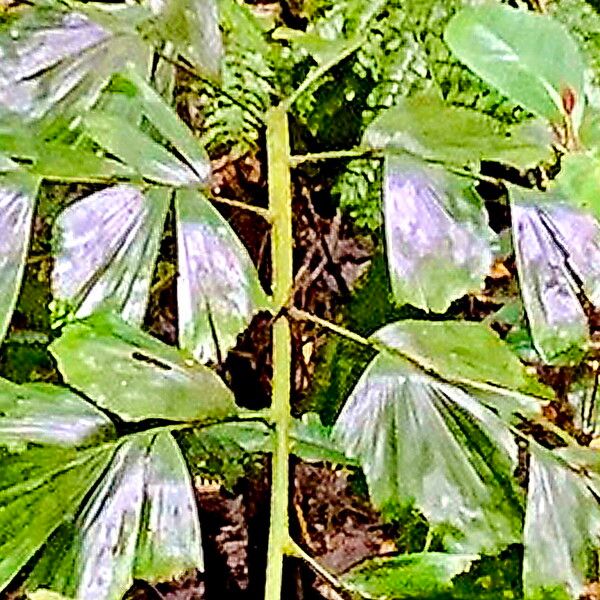 Snake Palm (Caryota Ophiopellis) Plant Care & How to Grow, Water