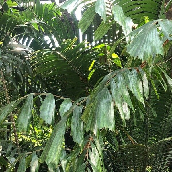 Caryota Zebrina Plant Care & How to Grow, Water