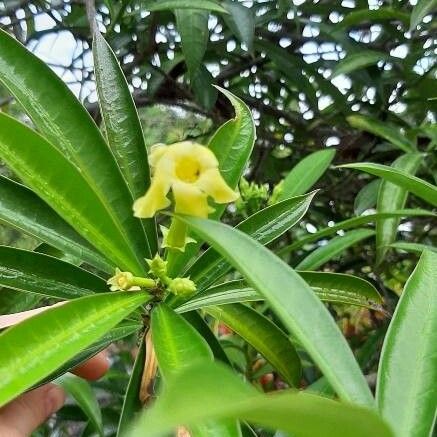 Cascabela Ovata Plant Care & How to Grow, Water