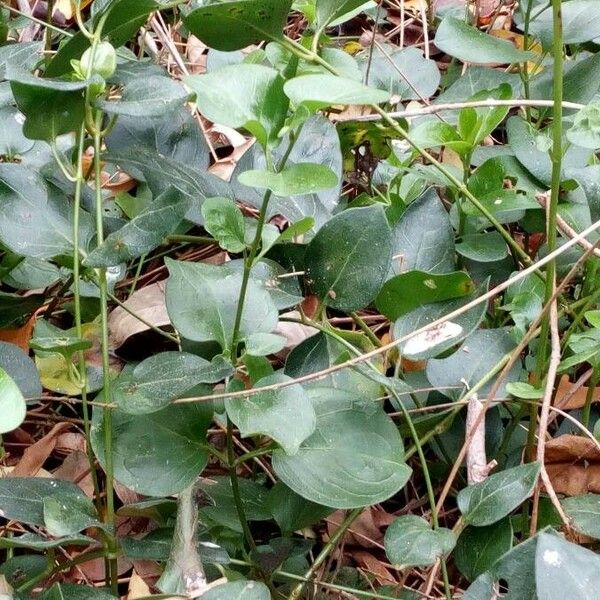 Thevetia (Cascabela Thevetioides) Plant Care & How to Grow, Water