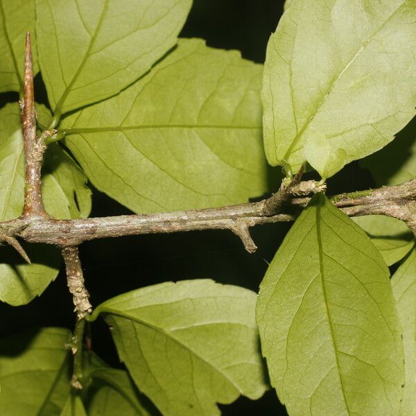 Rabo De Ranton (Casearia Aculeata) Plant Care & How to Grow, Water