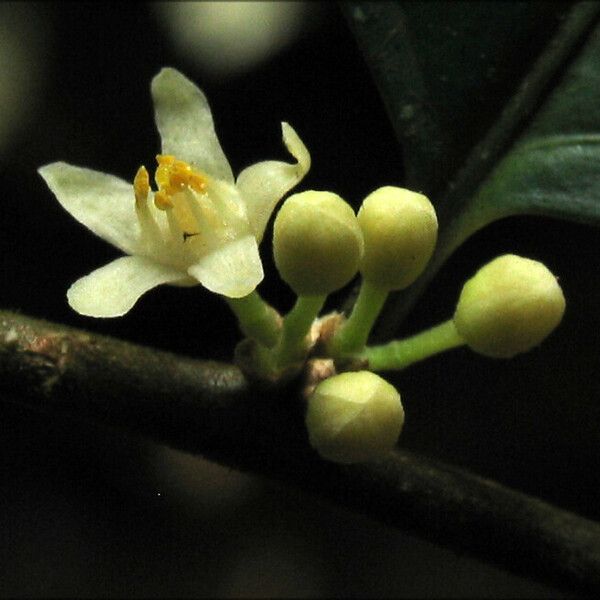 Casearia Acuminata Plant Care & How to Grow, Water