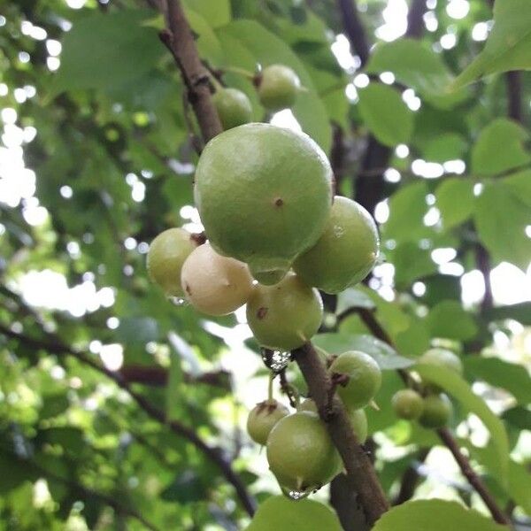 Guaçatumba (Casearia Decandra) Plant Care & How to Grow, Water