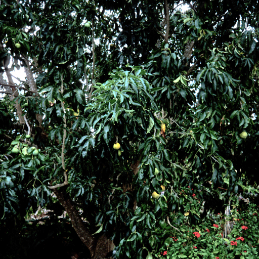 White Sapote (Casimiroa Edulis) Plant Care & How to Grow, Water