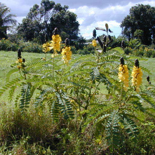 African Senna (Cassia Didymobotrya) Plant Care & How to Grow, Water