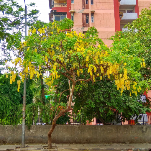 Golden Shower Tree (Cassia Fistula) Plant Care & How to Grow, Water