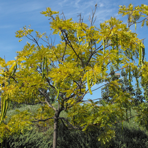 Gold Medallion Tree (Cassia Leptophylla) Plant Care & How to Grow, Water