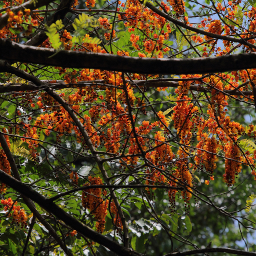 Bronze Shower (Cassia Moschata) Care Guide: Water, Soil & Propagation ...
