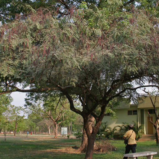 Roxburgh's Cassia (Cassia Roxburghii) Plant Care & How to Grow, Water