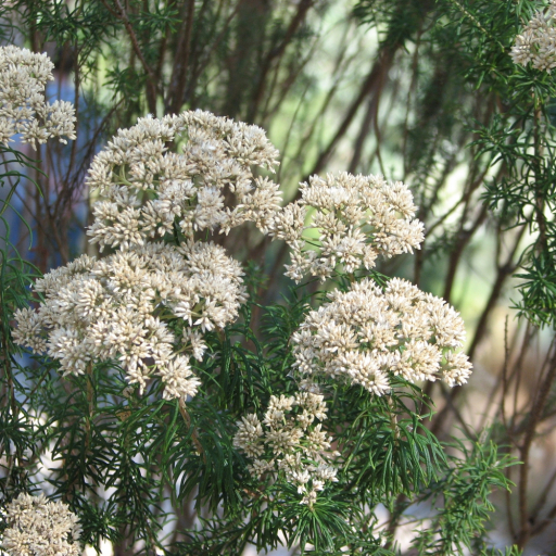 Australian Tauhinu (Cassinia Aculeata) Plant Care & How to Grow, Water