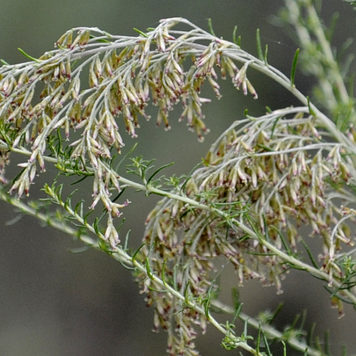 Cassinia Sifton Plant Care & How to Grow, Water