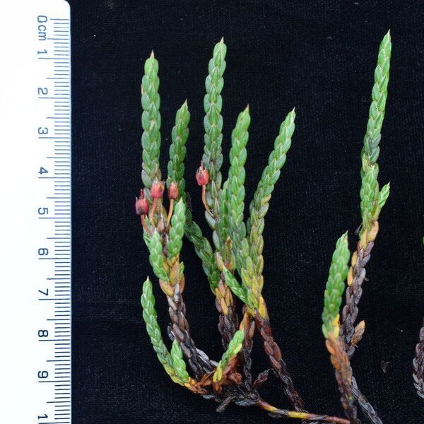 Himalayan Heather (Cassiope Fastigiata) Care Guide: Water, Soil ...