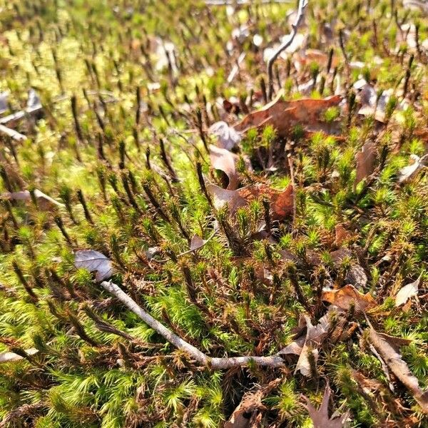 Arctic Cassiope (Cassiope Hypnoides) Care Guide: Water, Soil ...