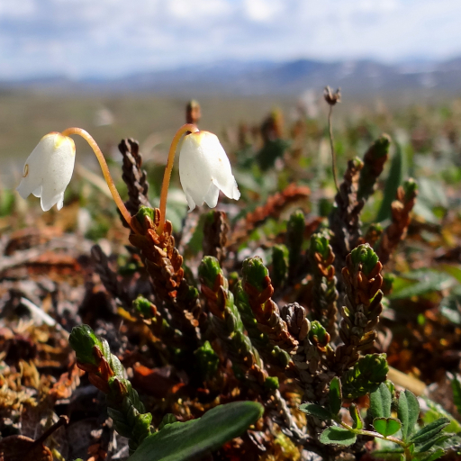 Arctic Bell Heather (Cassiope Tetragona) Plant Care & How to Grow, Water