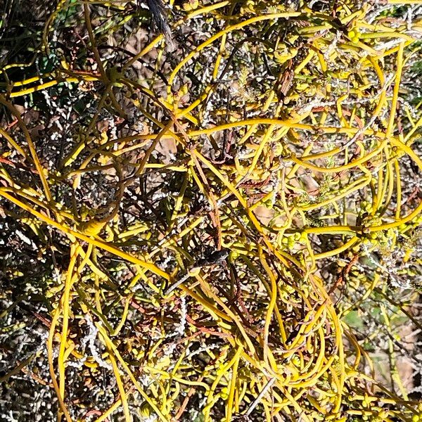 Cassytha Ciliolata Plant Care & How to Grow, Water